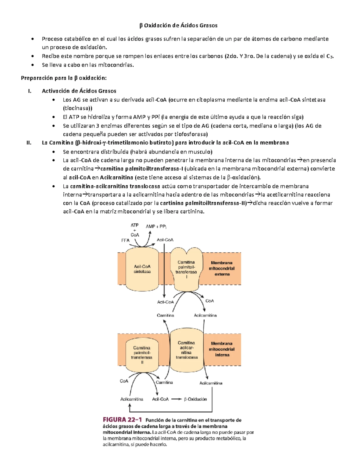 Beta oxidación y lipólisis - B-OXIDACIÓN Proceso catabólico de los ...