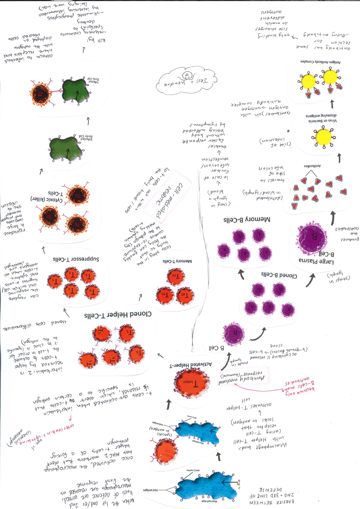 Bio 101: Flowchart of Immune Response Mechanisms - Studocu