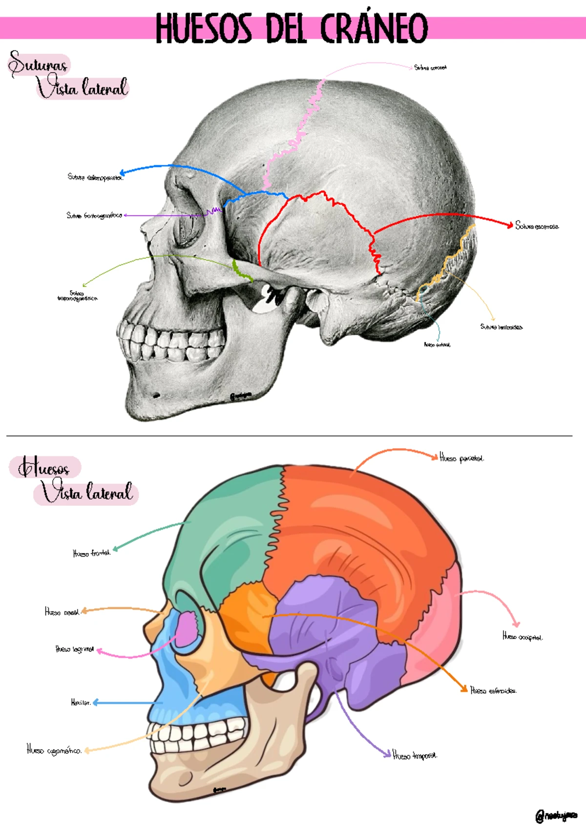 Anatomía Clase 4: Etmoides y Esfenoides - Estructuras y Funciones - Studocu