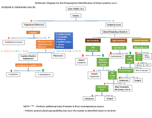 Analytical Phases - ANALYTICAL PHASES 3 phases of Laboratory Testing ...