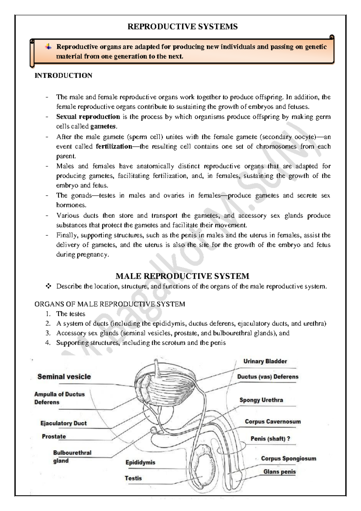 Reproductive System Overview: Key Concepts and Functions - Studocu