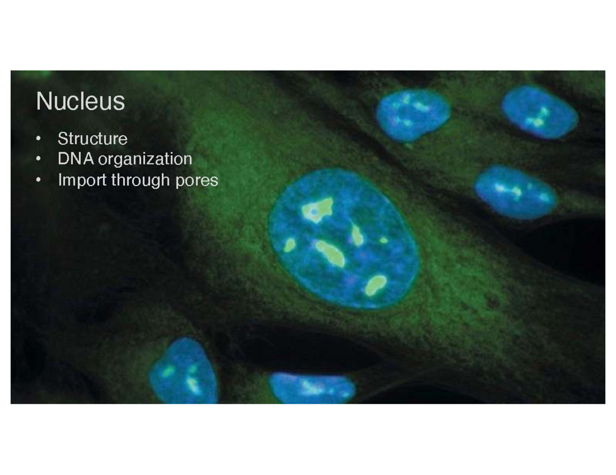 Nucleus Structure and DNA Organization - MCB 101 Lecture Notes - Studocu