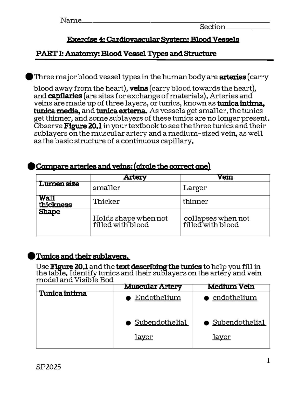 SP2025 Exercise 4: Anatomy & Physiology of Blood Vessels - Studocu