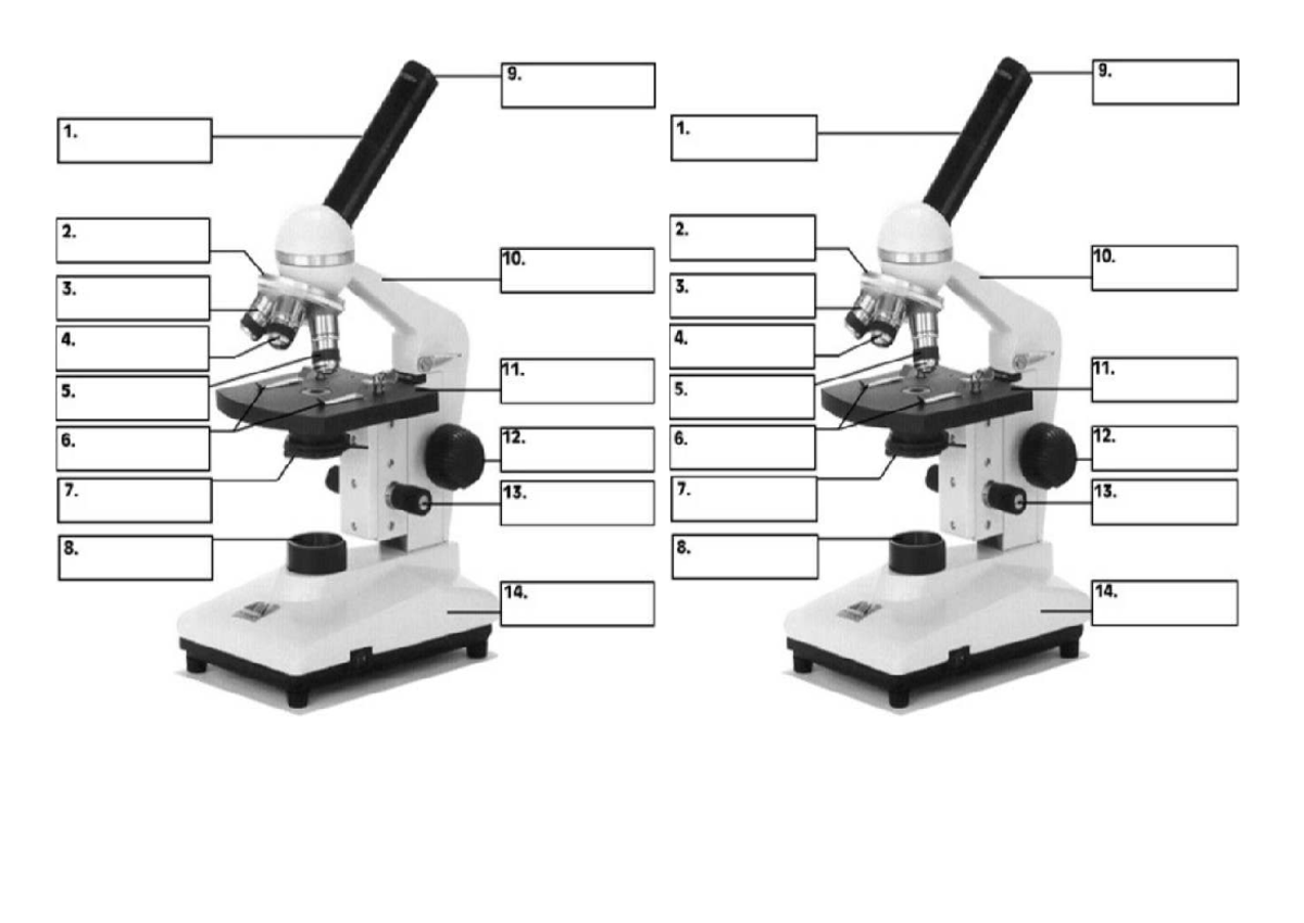 Compound microscope blank 1 - Senior High School - 9. 10. 11. 12. 13 ...