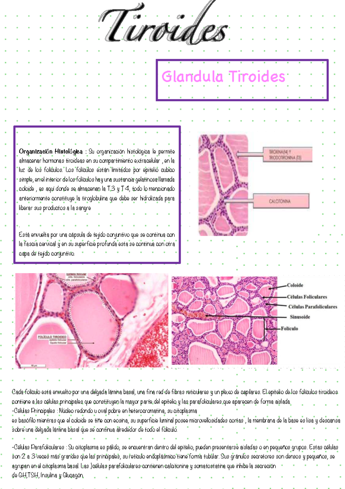 Estudio de la Glandula Tiroides y su Función Hormonal en Biología - Studocu