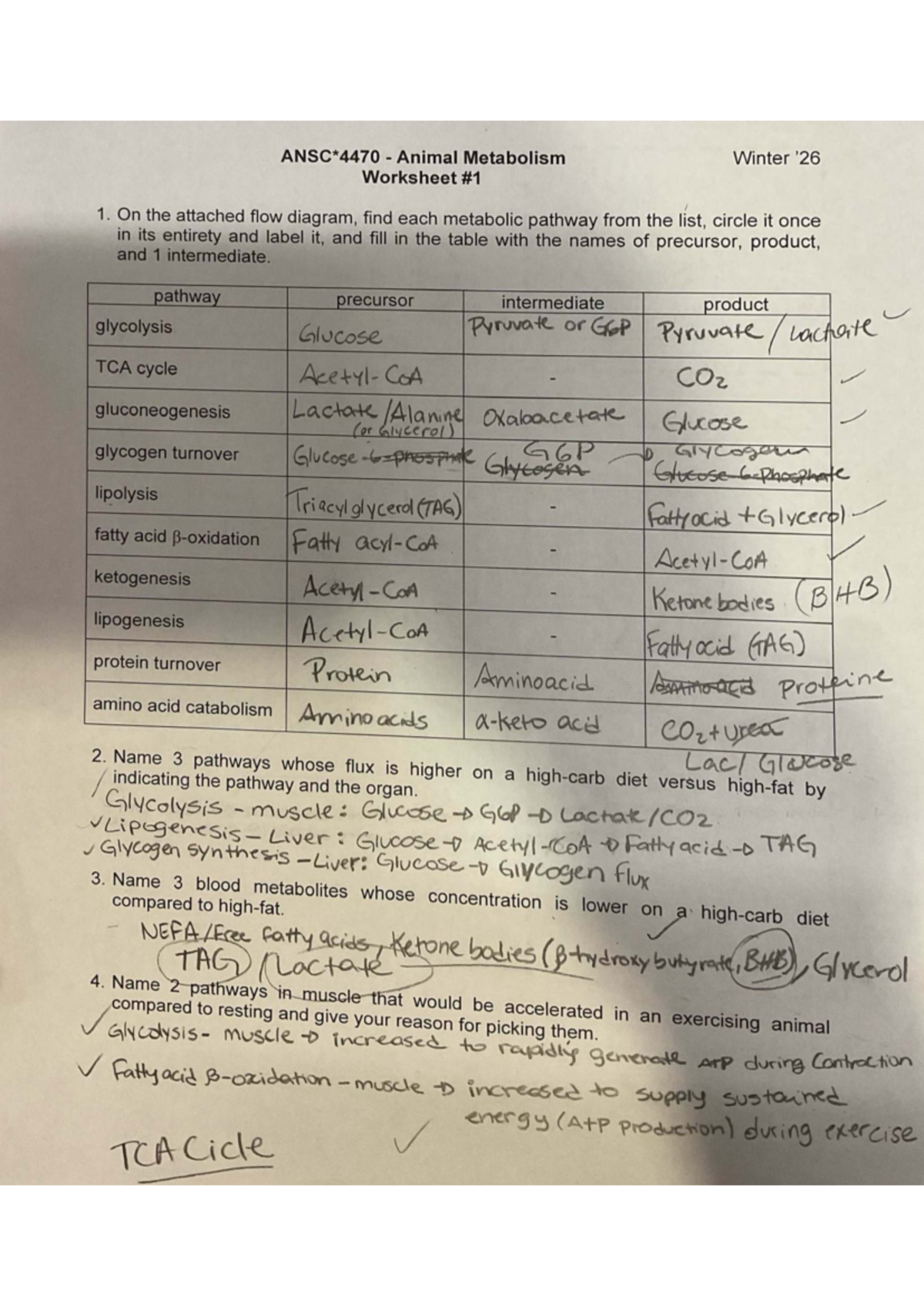 Animal Metabolism Winter Worksheet 1: Metabolic Pathways Analysis - Studocu