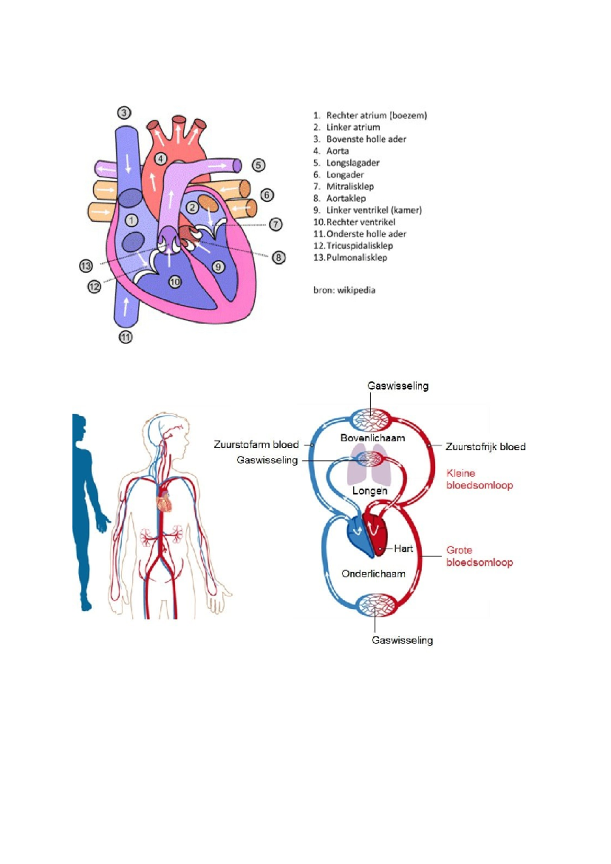 Circulatie en Hart: Anatomie en Functie van het Bloedvatenstelsel ...