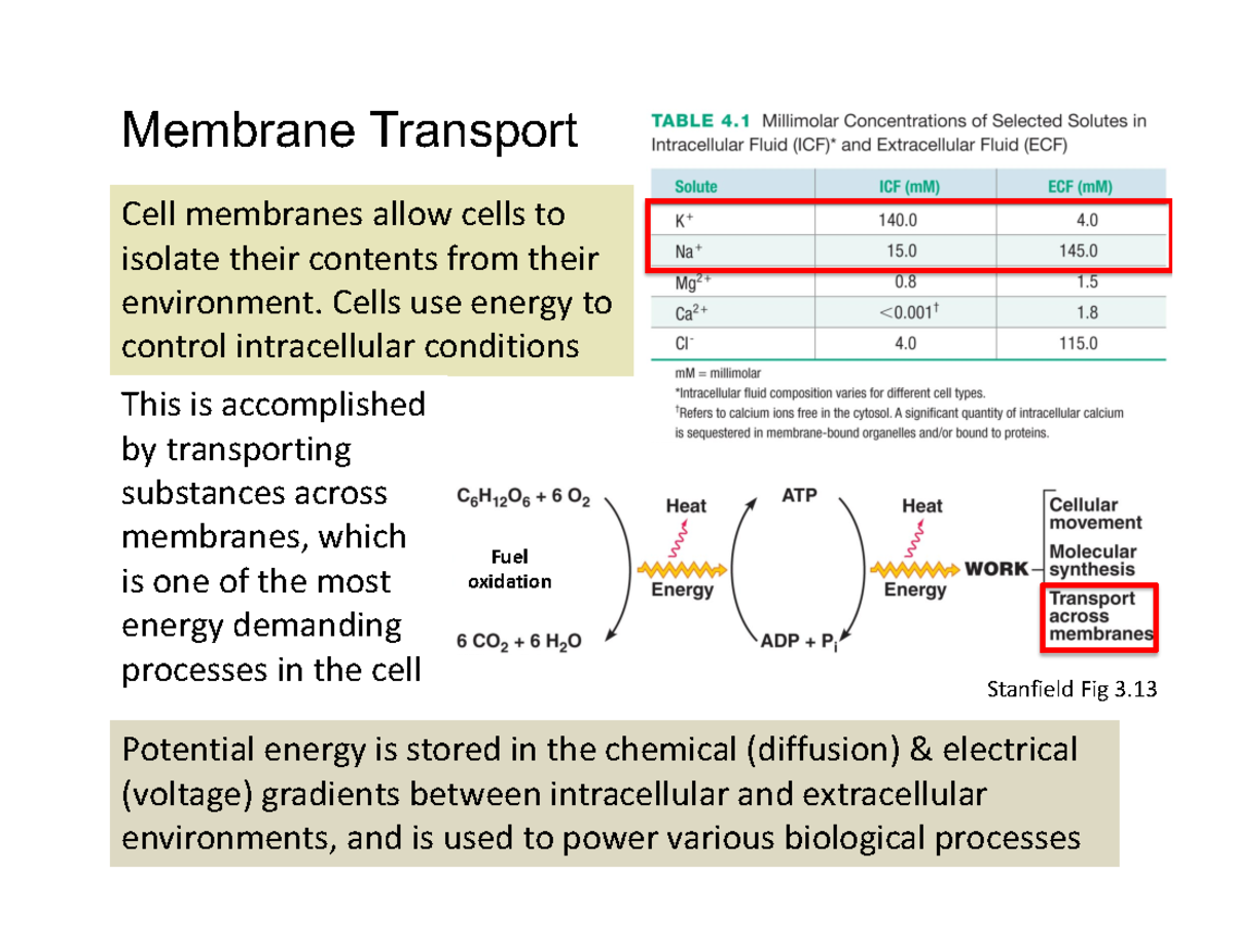 Membrane Transport - Cell membranes allow cells to isolate their ...