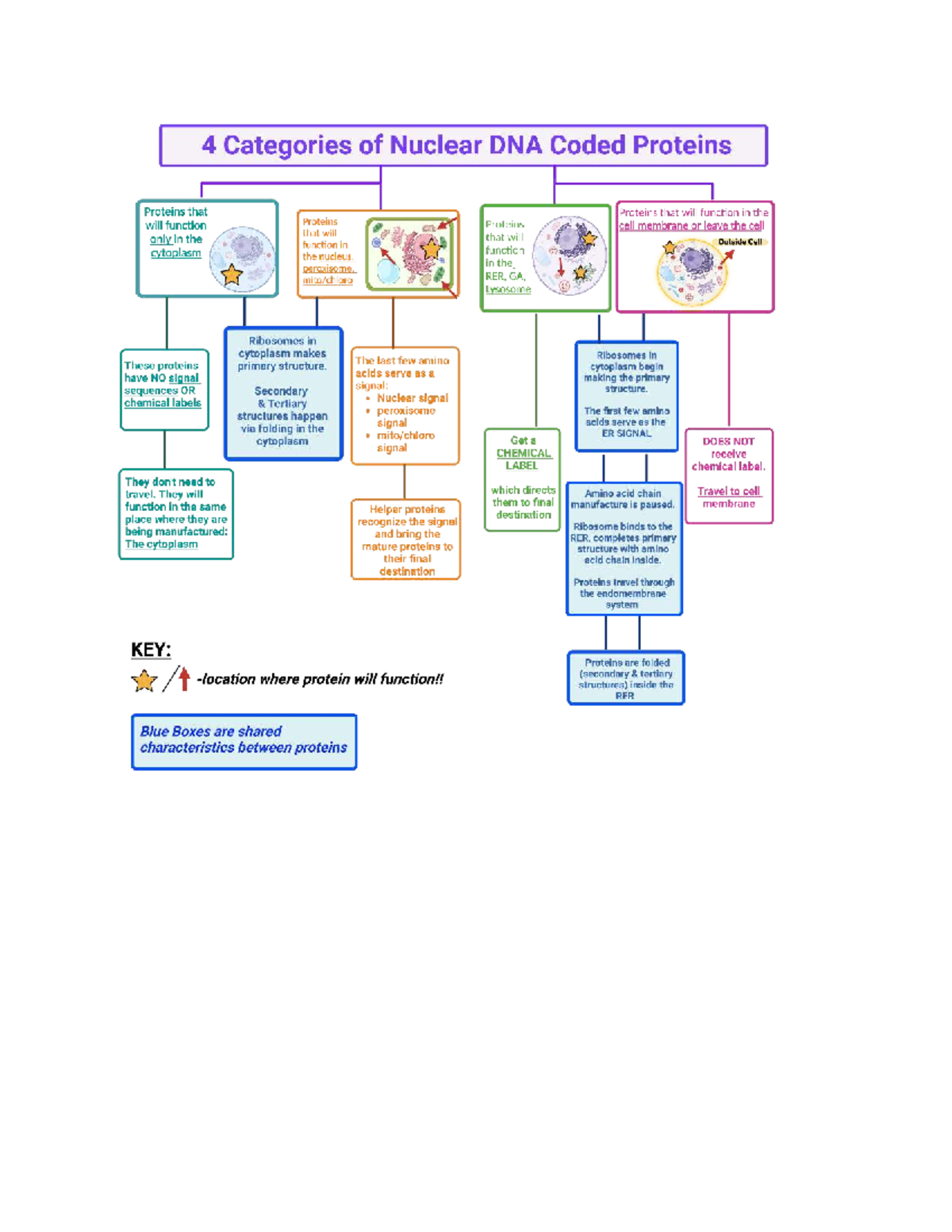 Nuclear DNA Coded Proteins Flow Chart: Membrane Functions & Structures ...