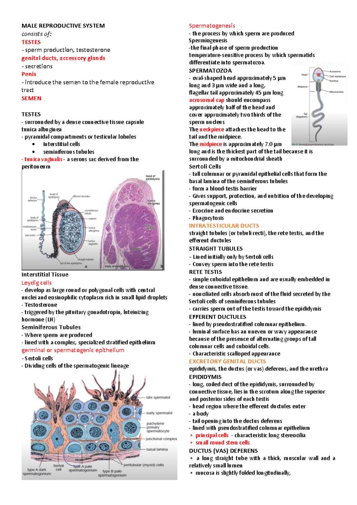 Reproductive System Overview: Male & Female Anatomy and Functions - Studocu
