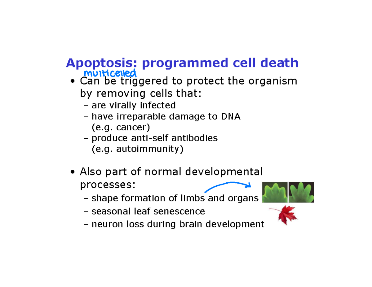 BIOC 3560.2 W26 B Lecture 10: Apoptosis & Metabolic Pathways Overview ...