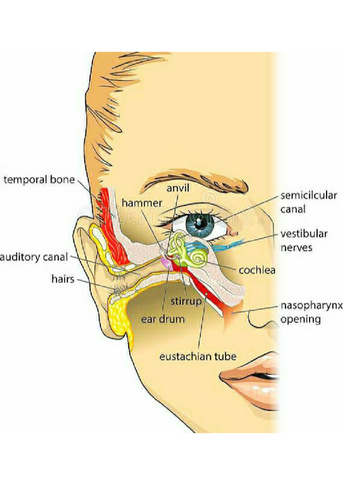 Anatomy Of the ear - Ears - temporal bone anvil semicilcular hammer ...
