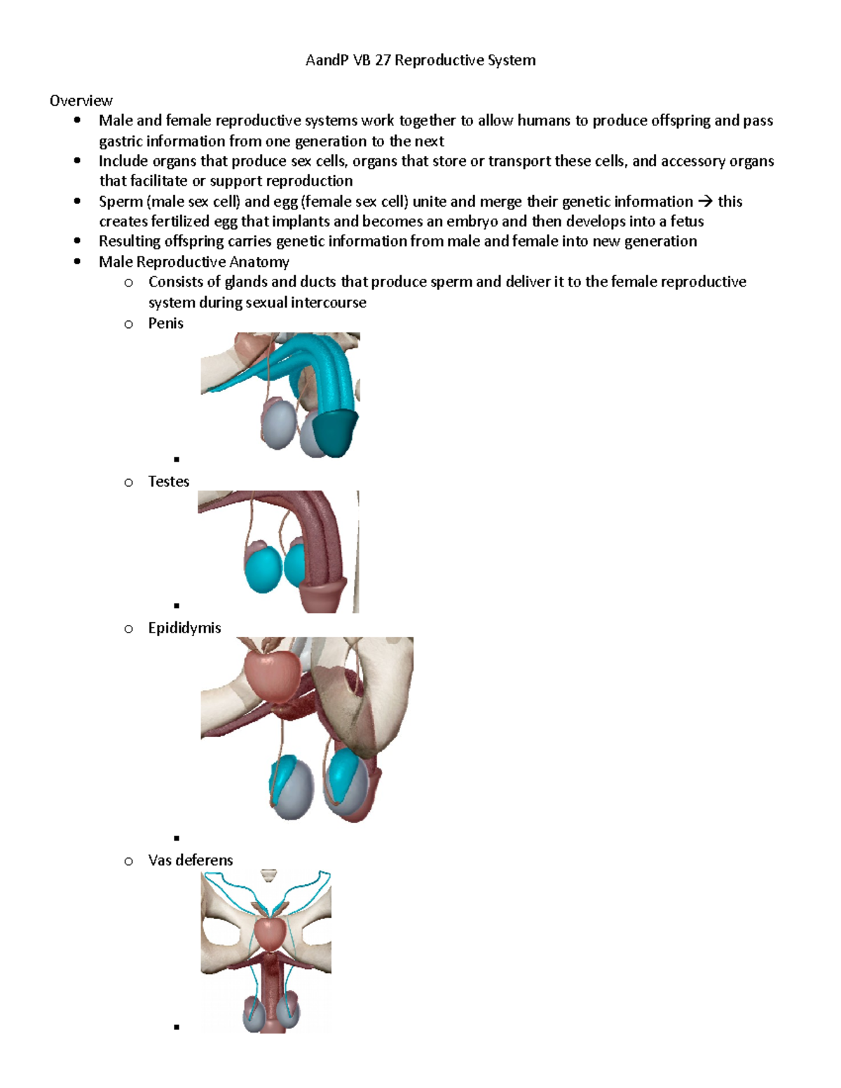 A&P VB 27 Final Exam Study Guide: Reproductive System Insights - Studocu