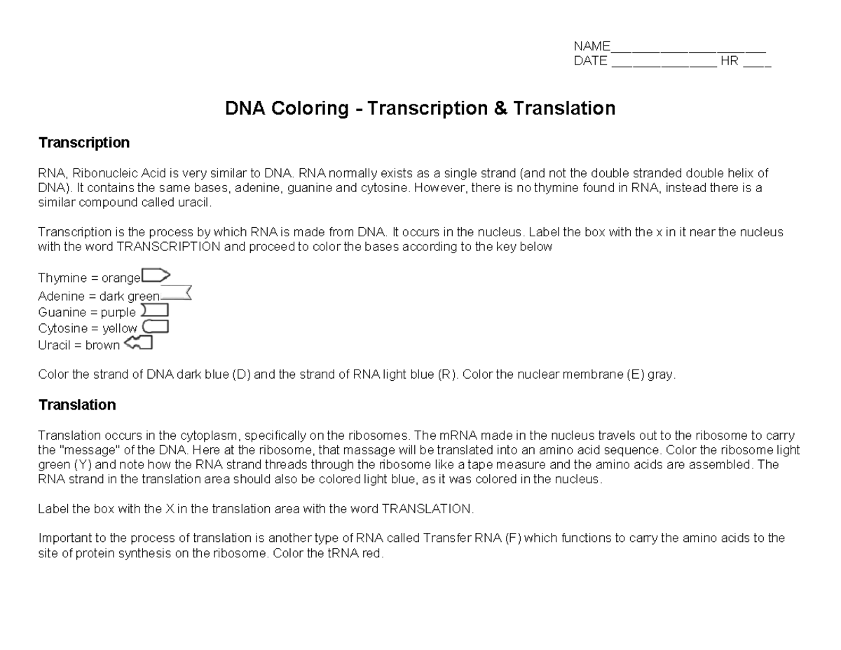 Transcription and Translation Coloring - NAME ...