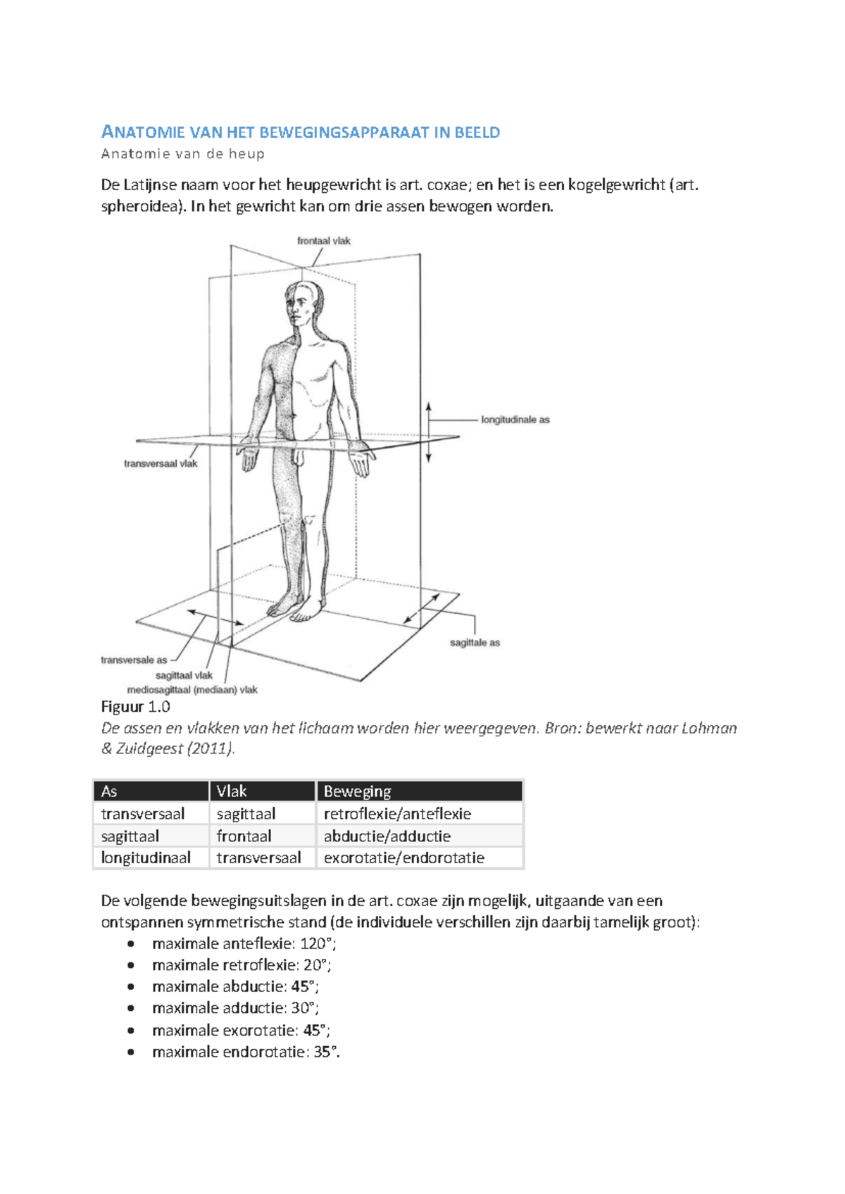 Anatomie van het Heupgewricht: Bewegingen en Spierfuncties - Studeersnel
