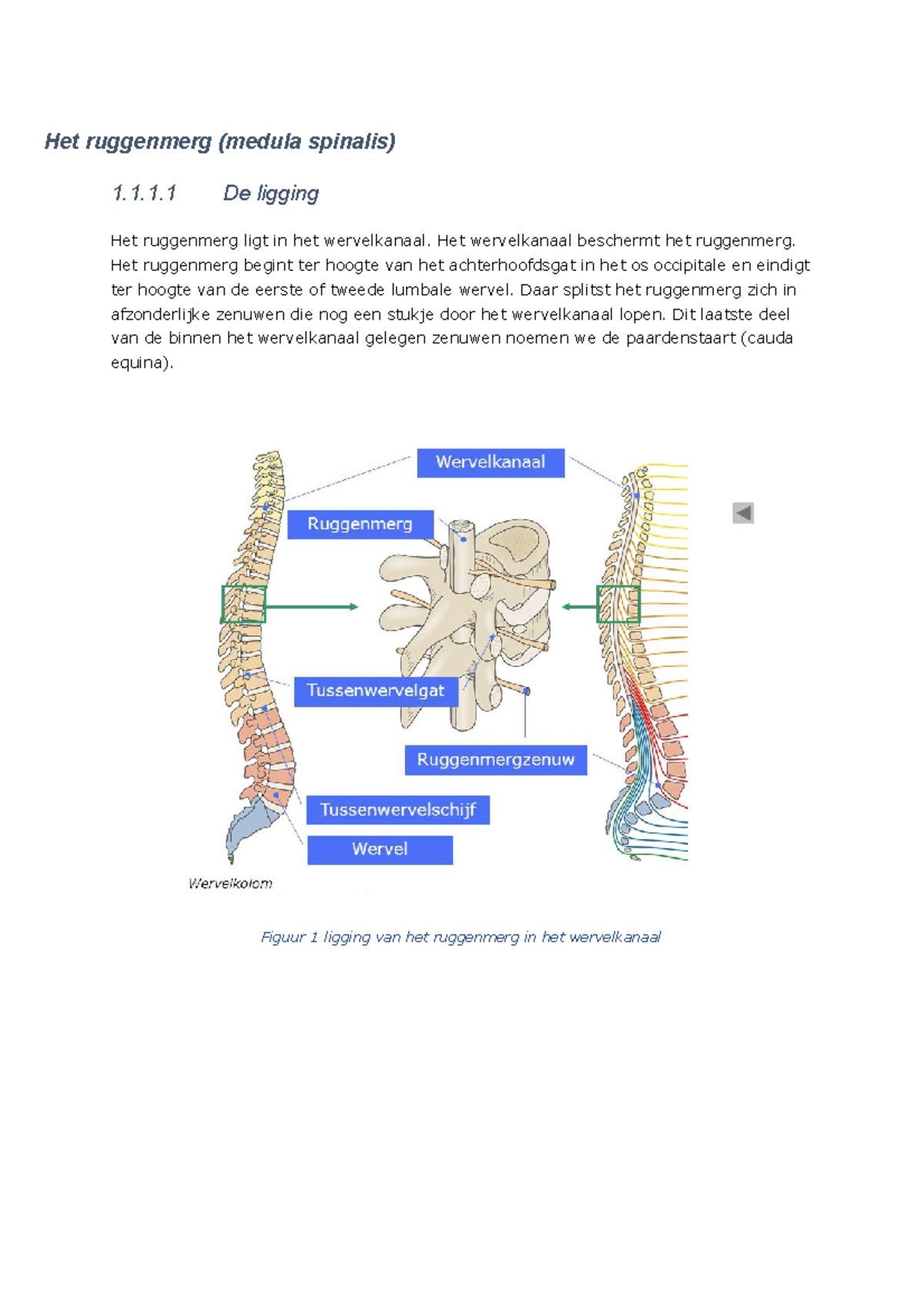 Het ruggenmerg - Anatomie - Het ruggenmerg (medula spinalis) 1.1.1 De ...