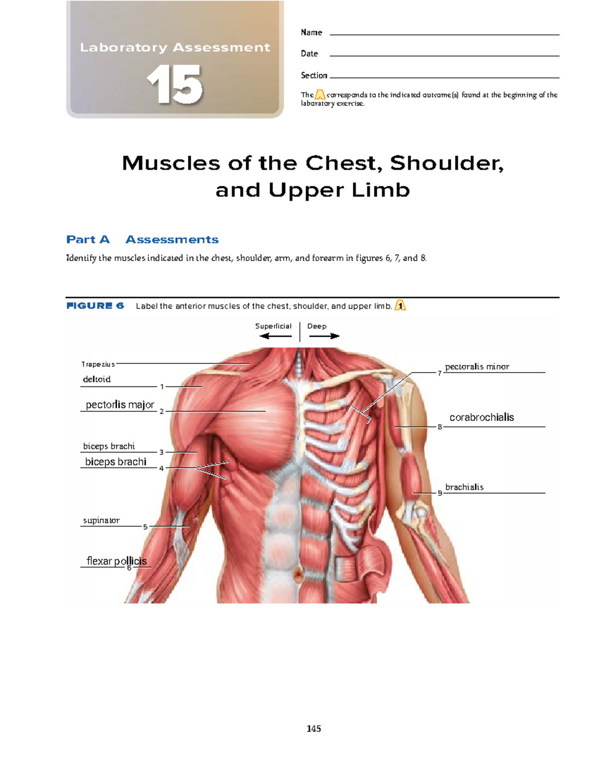 Kami Export - Emma Fisher - Lab Guide for 15 Muscles of Chest & Upper Limb - Studocu