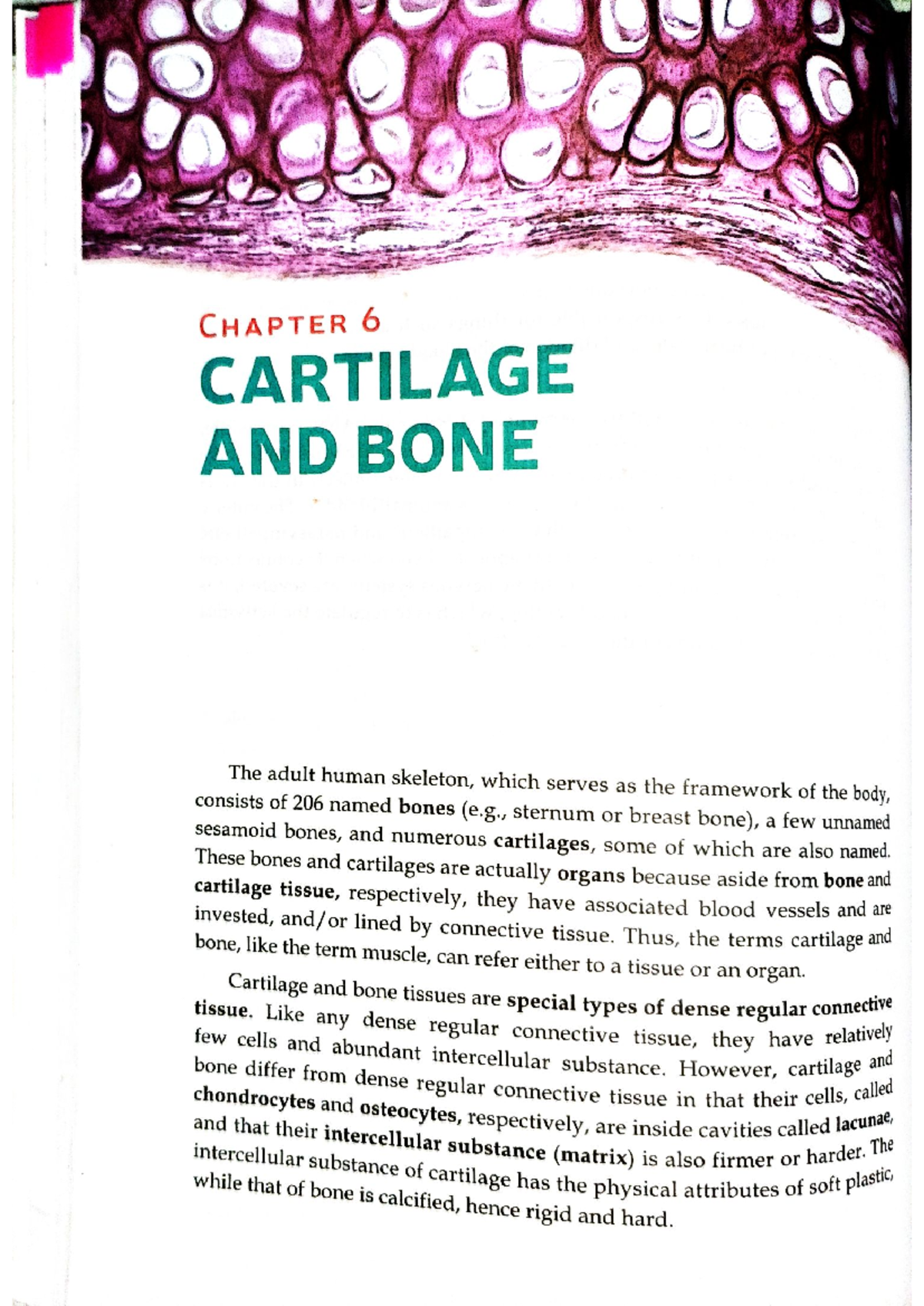 CHAPTER 6: CARTILAGE AND BONE - TEXTBOOK OF HISTOLOGY - Studocu