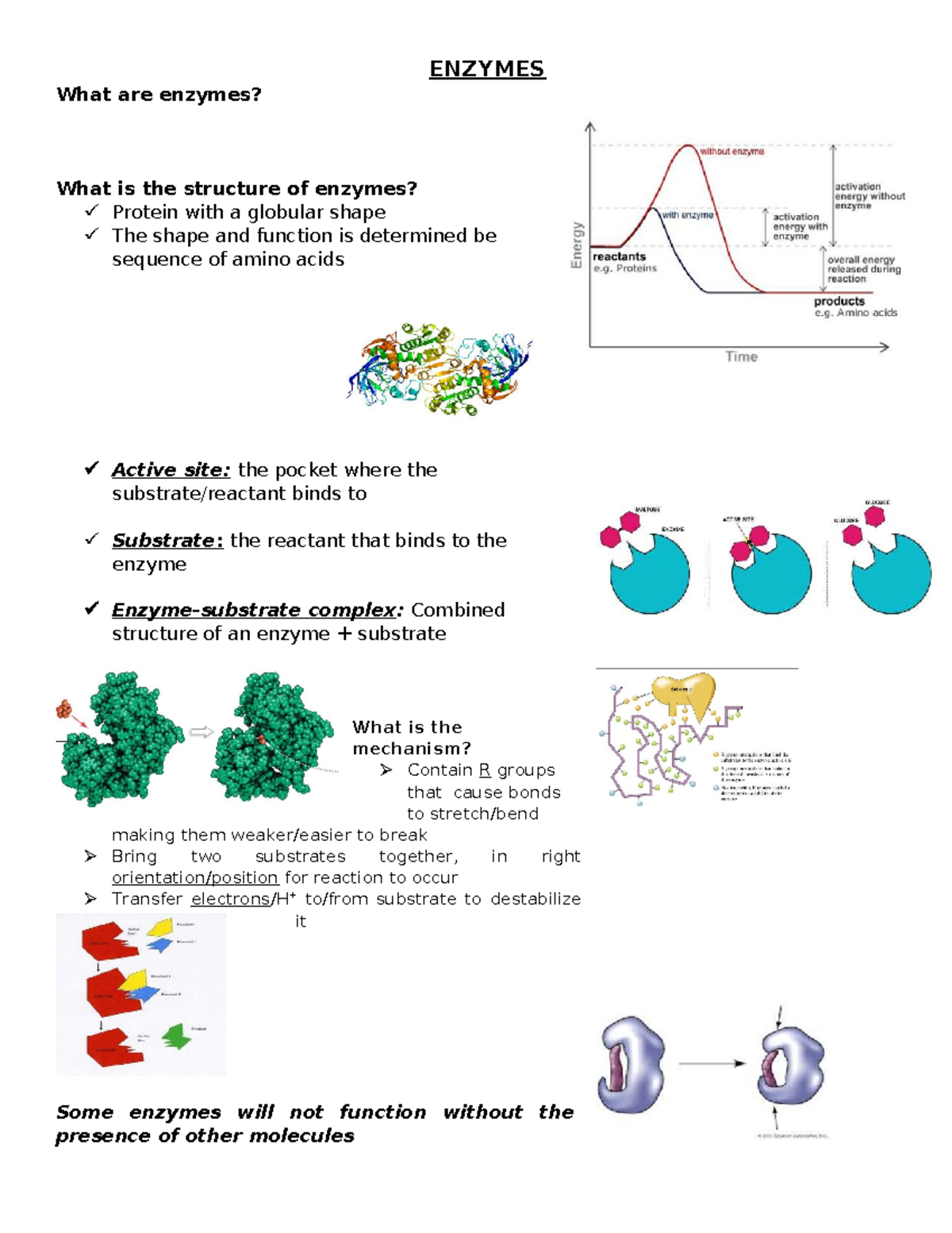 ENZ 101: Understanding Enzymes - Structure, Mechanism & Activity - Studocu