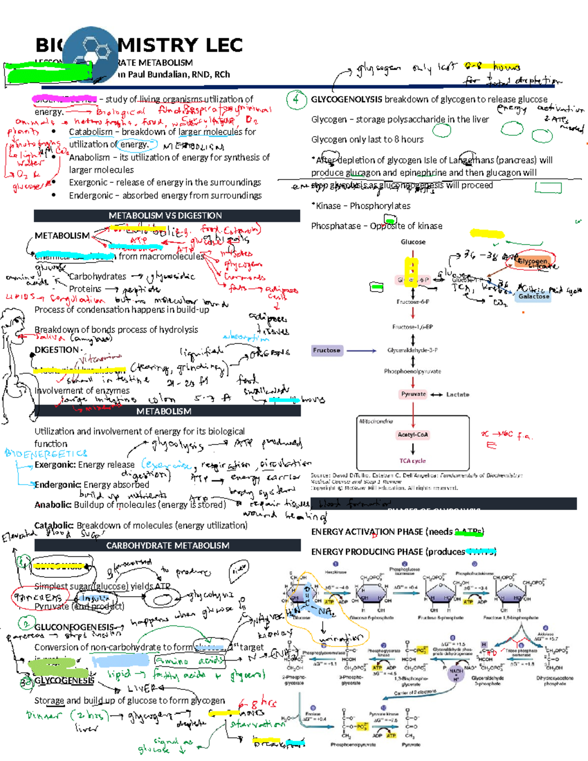 BIOCHEMISTRY LEC: CARBOHYDRATE METABOLISM NOTES - Studocu