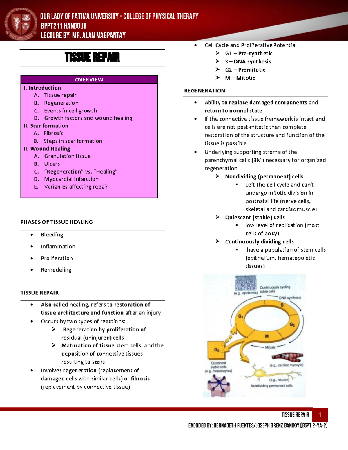 BPPT211 Lecture Handout: Tissue Repair and Wound Healing Overview - Studocu