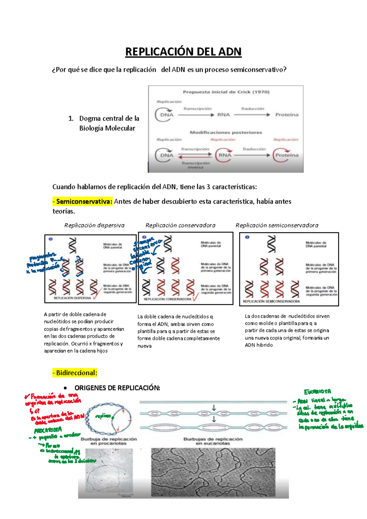 Replicación DEL ADN - REPLICACI”N DEL ADN øPor quÈ se dice que la replicaciÛn del ADN es un ...