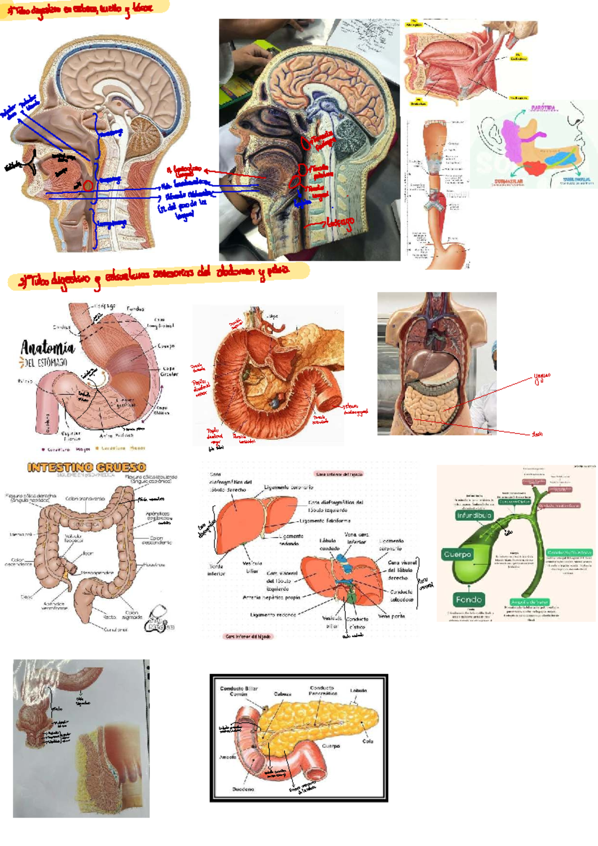 Ospe Anato - 1) Tubo digestivo en cabeer, cuello y tórax. PARÓTIDA M ...