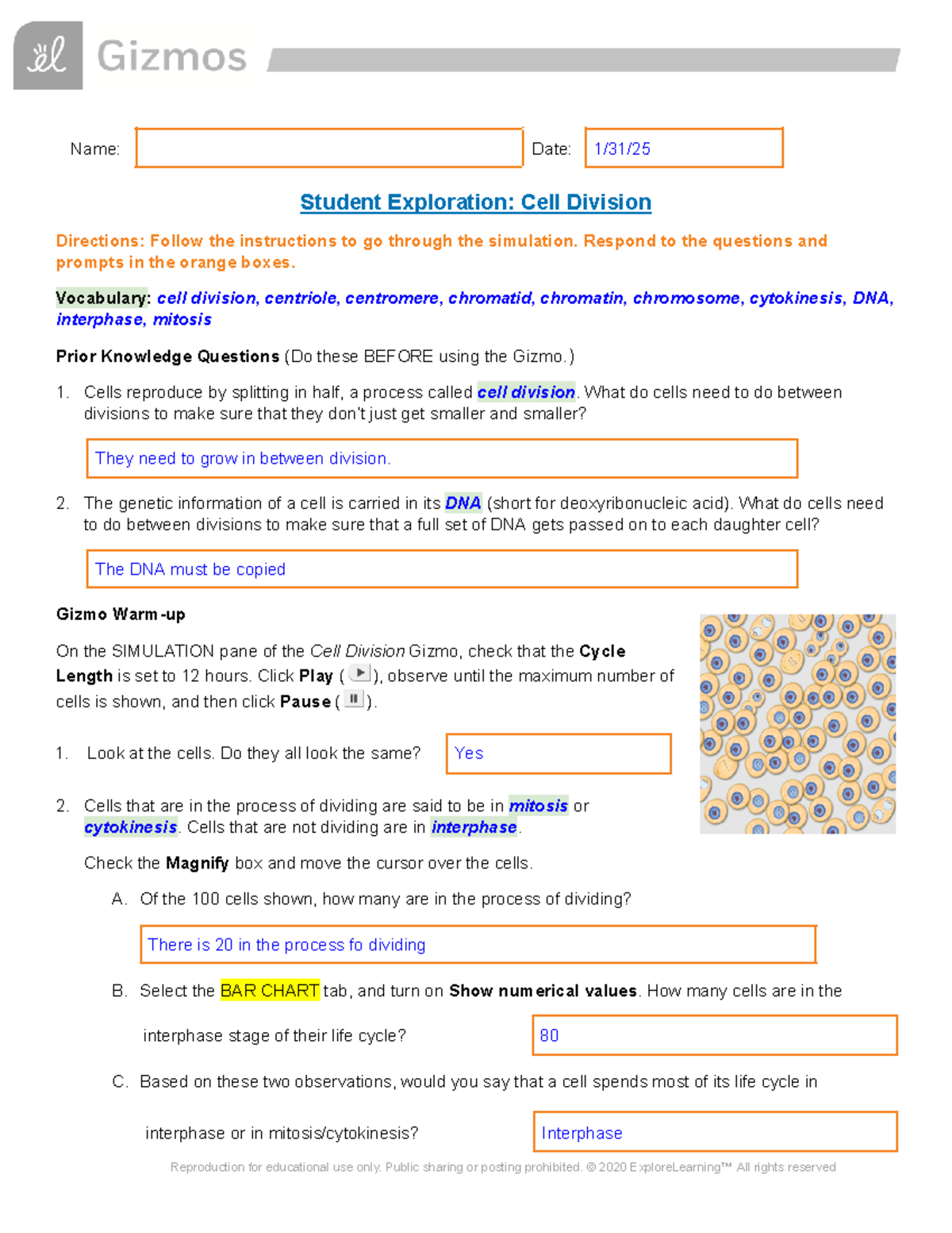 03 Cell Division SE - Name: Date: 1/31/ Student Exploration: Cell ...