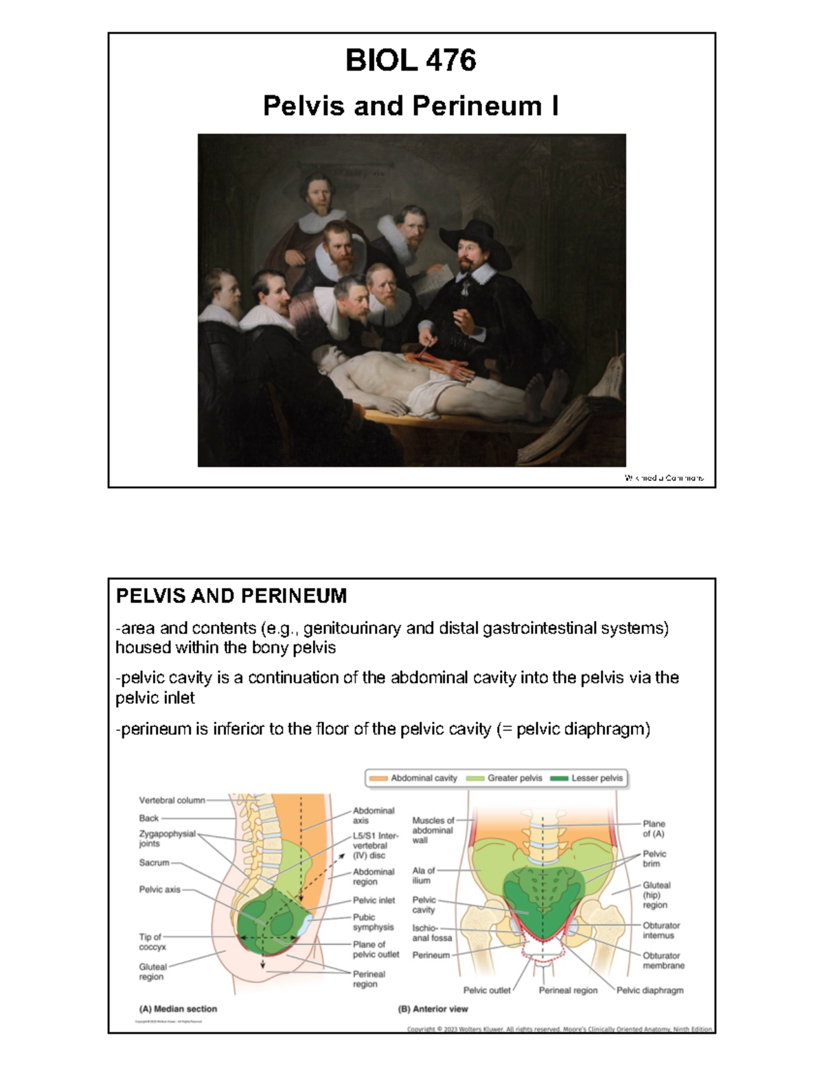 Pelvis and Perineum Anatomy Overview - BIOL 476 Lecture Notes - Studocu