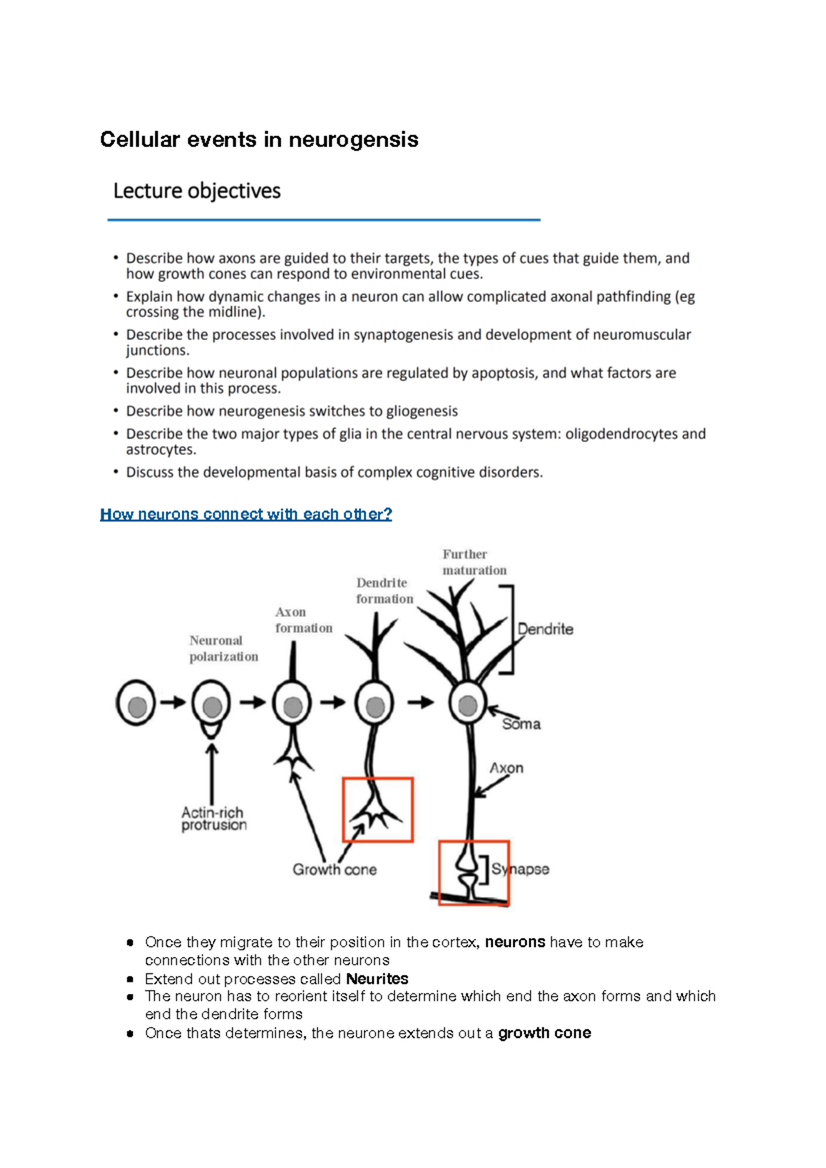 Cellular events in neurogenisis - Neural Migration Axon guidance only ...