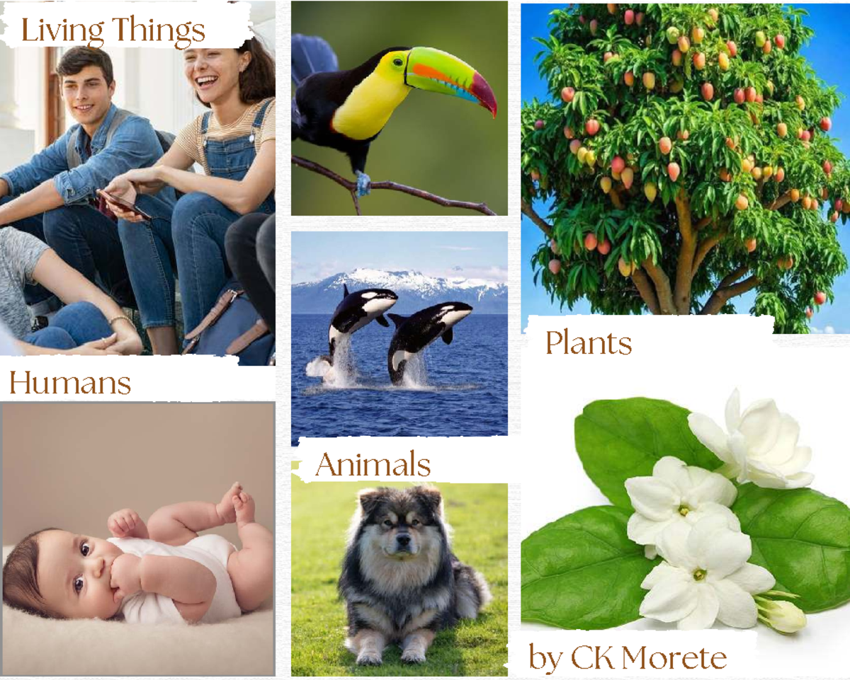 Humans - Flylets Sample - Social science - Living Things Plants Humans ...