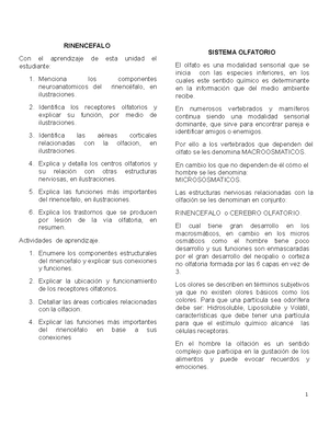 Centro semioval - CAPITULO XVIII. CONFORMACION DEL CENTRO SEMIOVAL DE ...