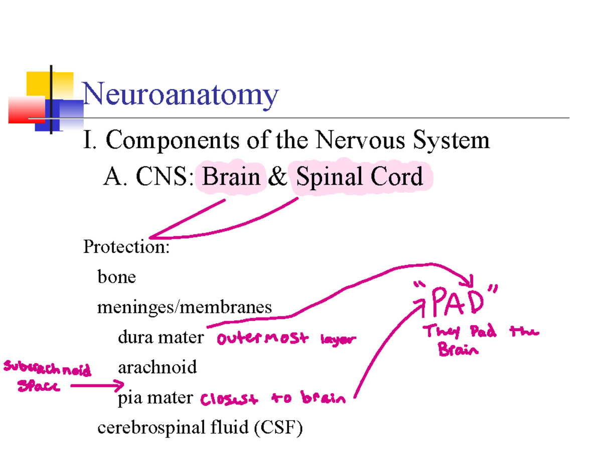 Biological Psychology (PSY 101): Overview of Nervous System & Brain ...