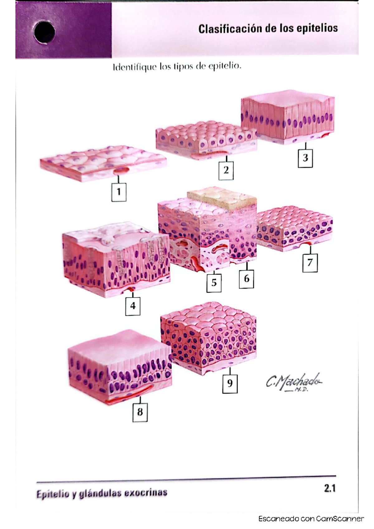 Tejido epitelial flashcard - Histologia Animal - Clasificación de los epitelios Identifique los ...