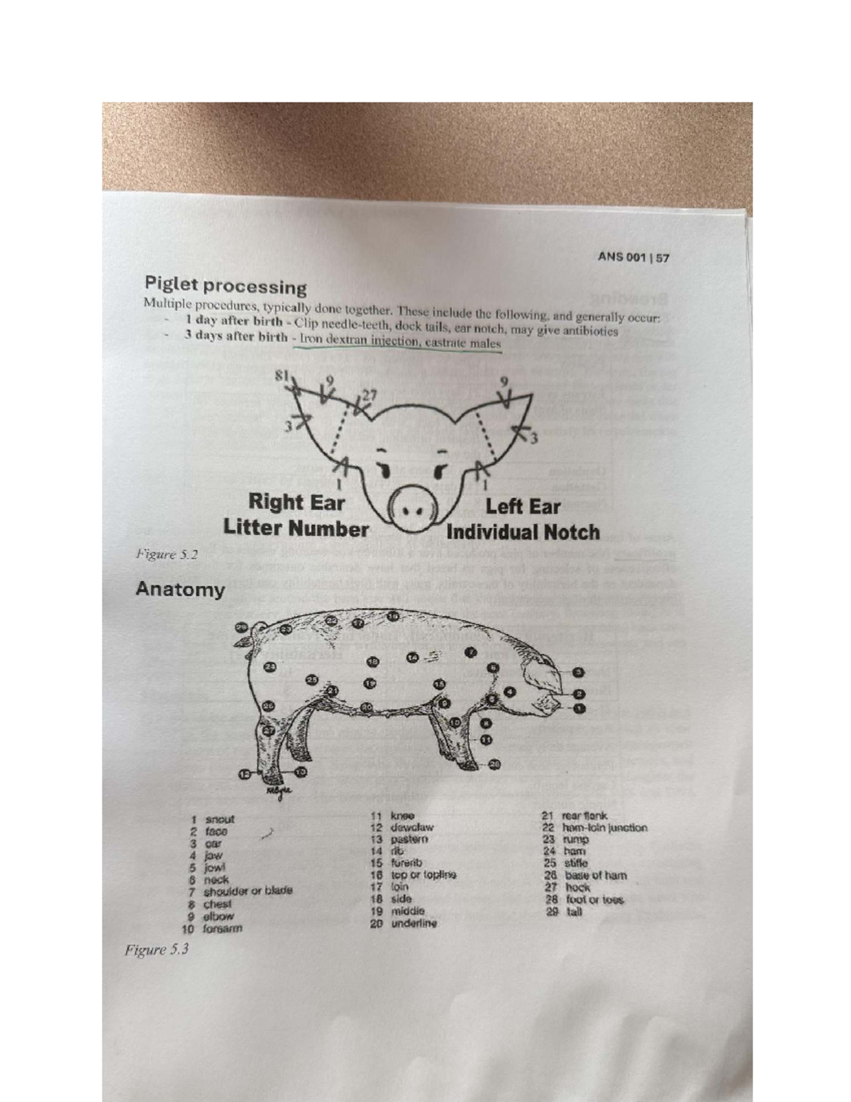 ANS 001 I 57 Swine Health Management: Key Insights & Procedures - Studocu