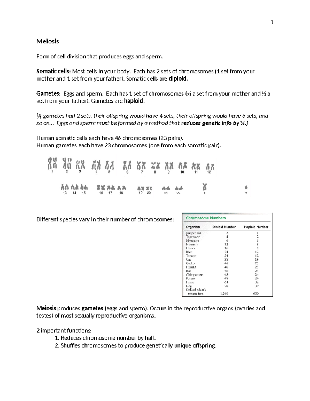 Meiosis Overview: Processes & Genetic Diversity in Gametes - Studocu