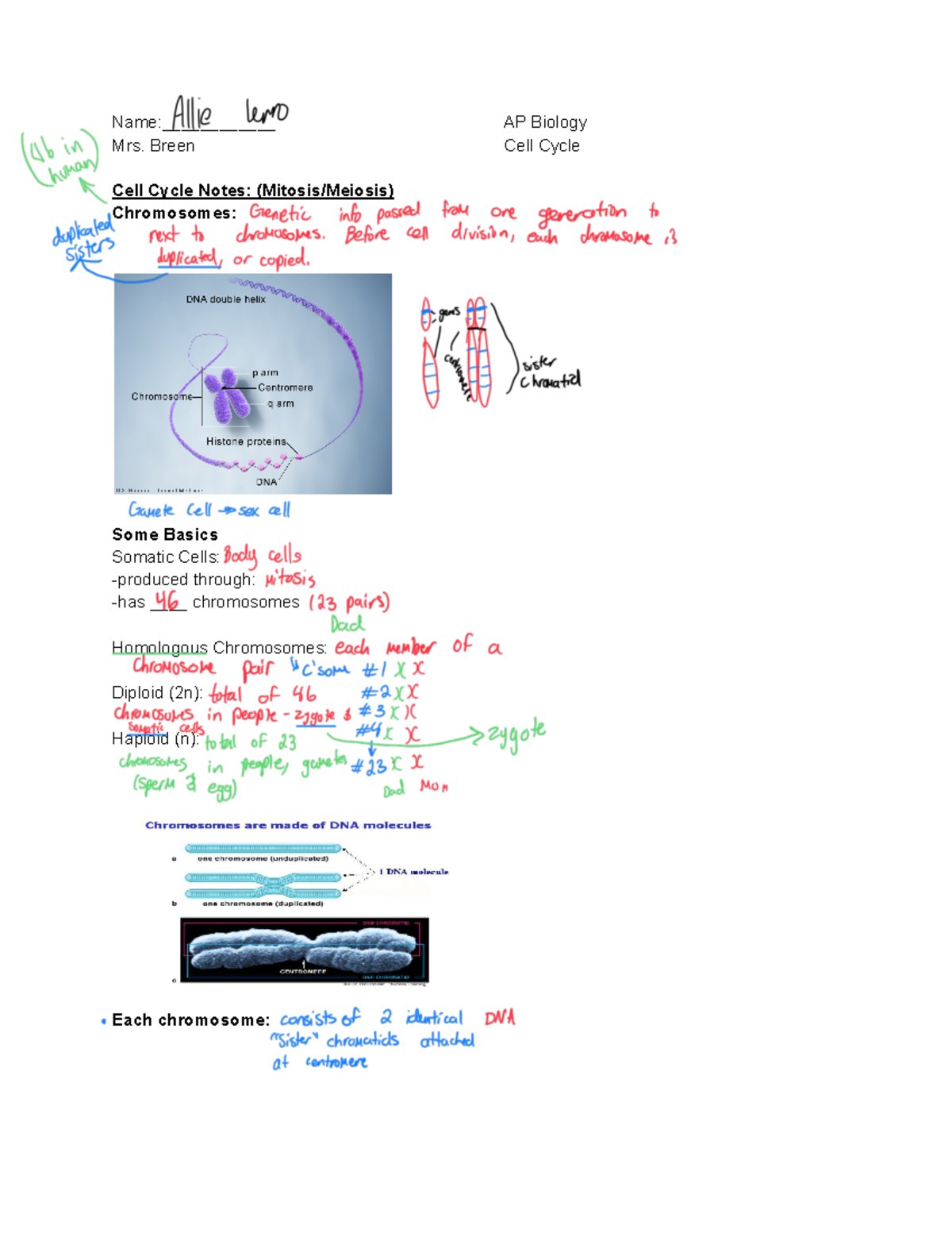 Cell Cycle Notes for AP Bio - Name:____________ AP Biology Mrs. Breen ...