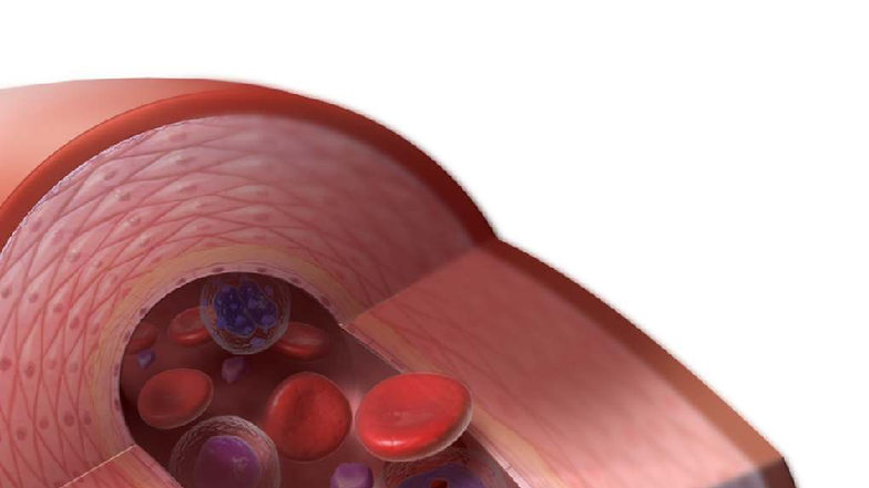 Lab Manual: Blood Vessels & Circulation (A&P Part 1) - Studocu