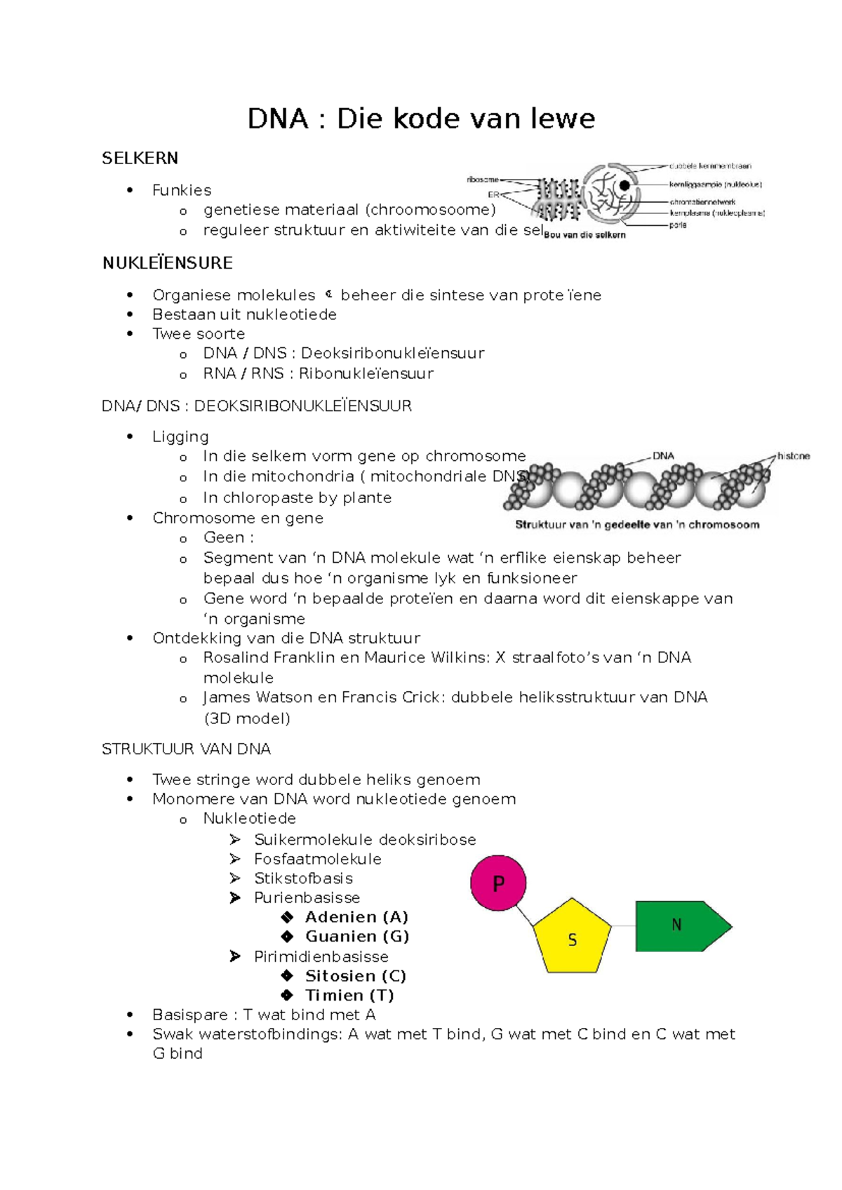 Biologie Graad 12: DNA en Selkern Struktuur (Term 1) - Studocu