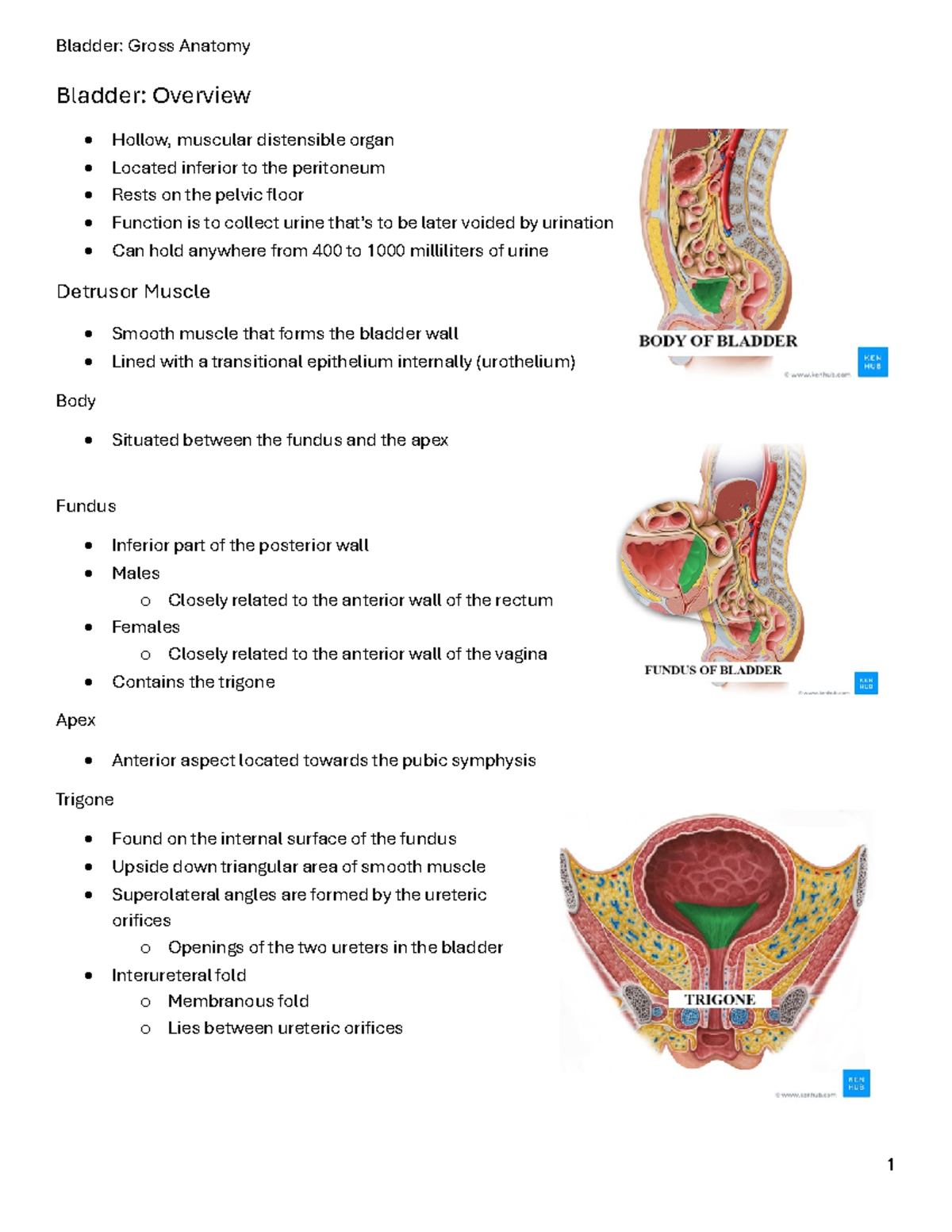 Bladder Gross Anatomy Notes: Structure, Function & Muscle Details - Studocu