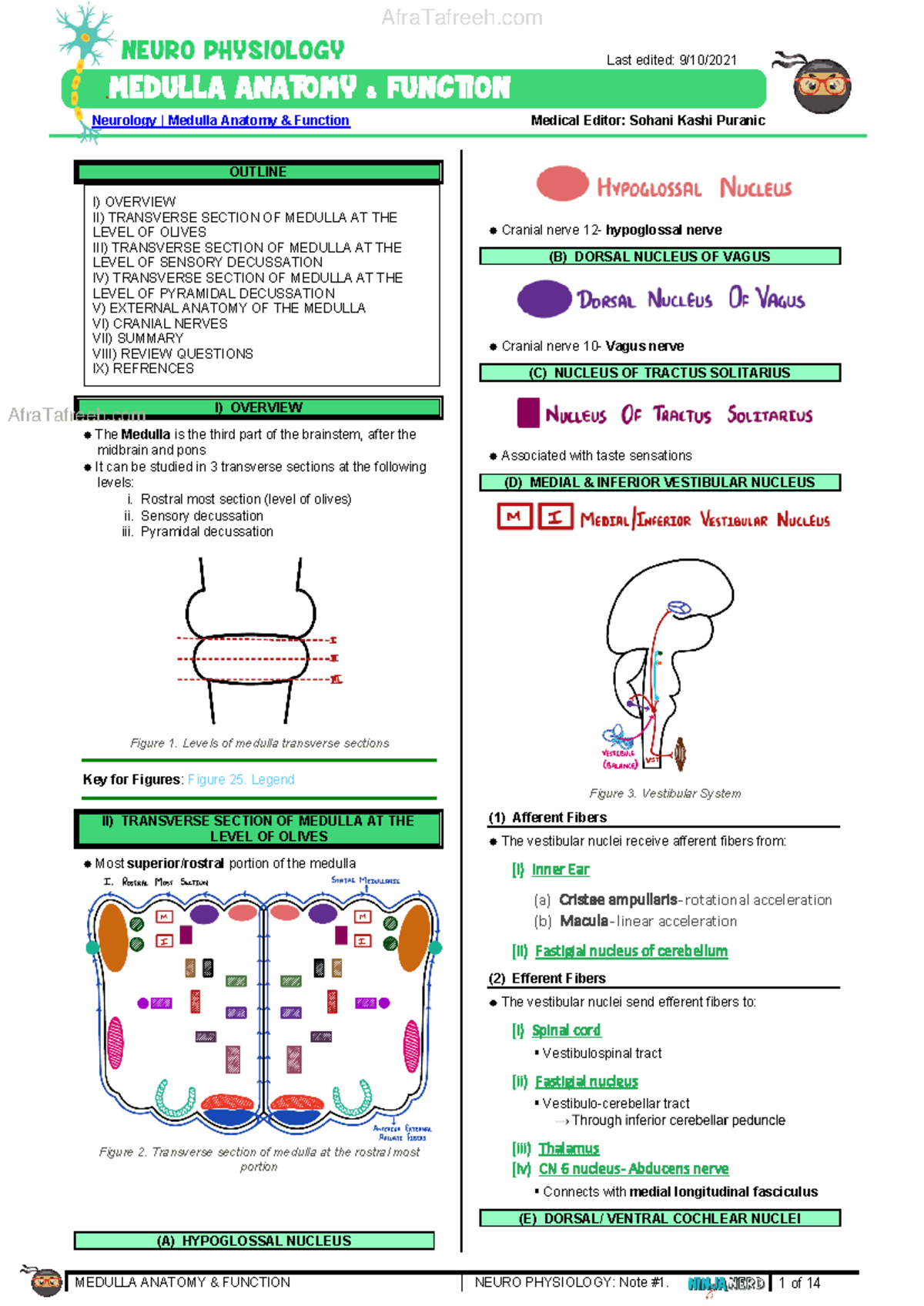 Medulla Anatomy & Function: Neuro Physiology Notes (Course Code: atf ...