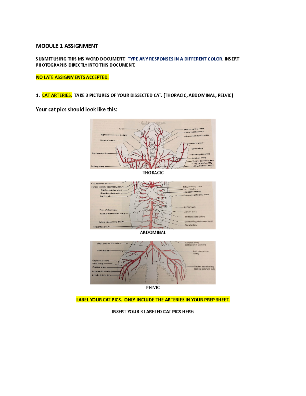 Module 1 Assignment - MODULE 1 ASSIGNMENT SUBMIT USING THIS MS WORD ...