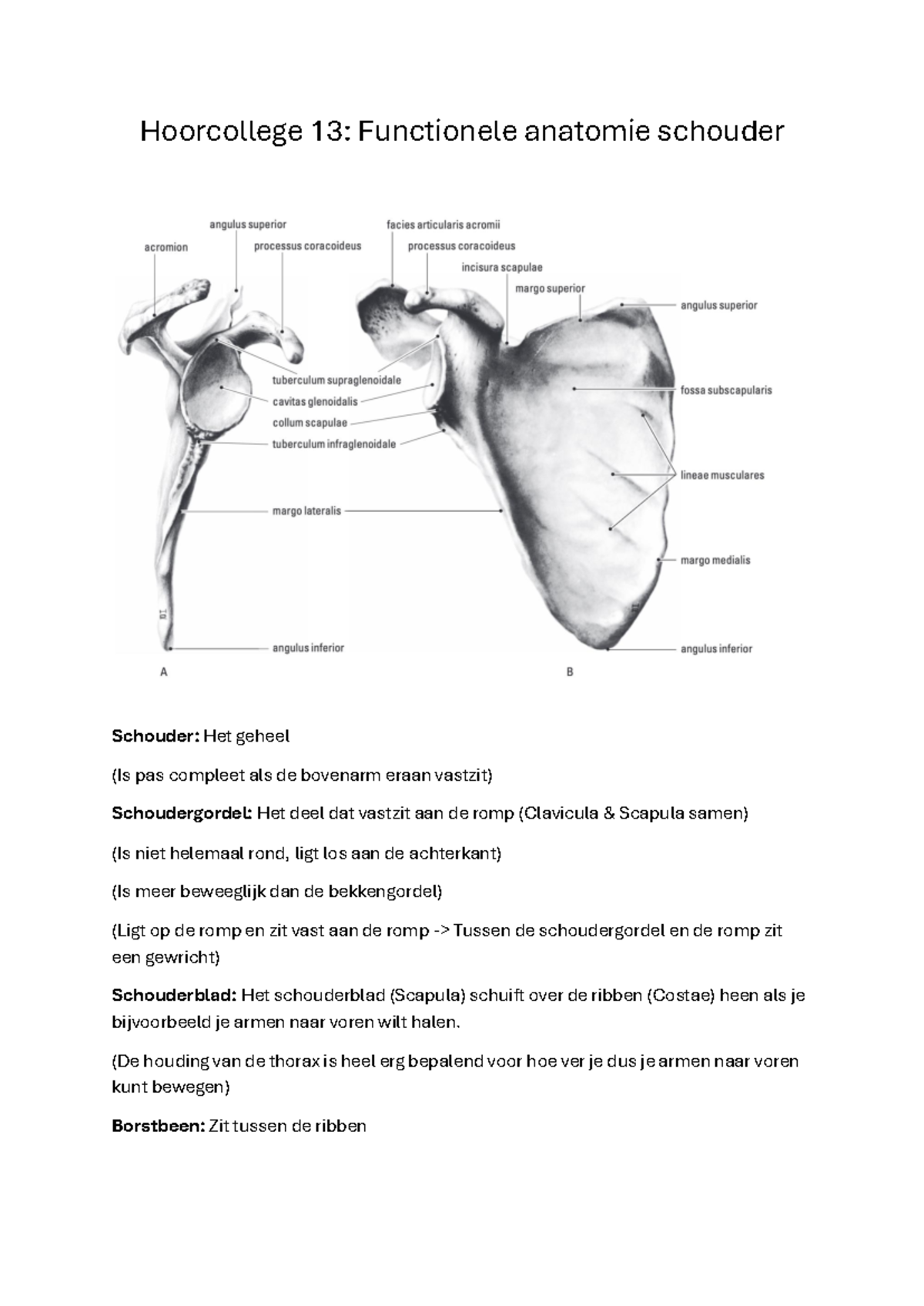 Hoorcollege 13: Functionele Anatomie van de Schouder en Bewegingen ...