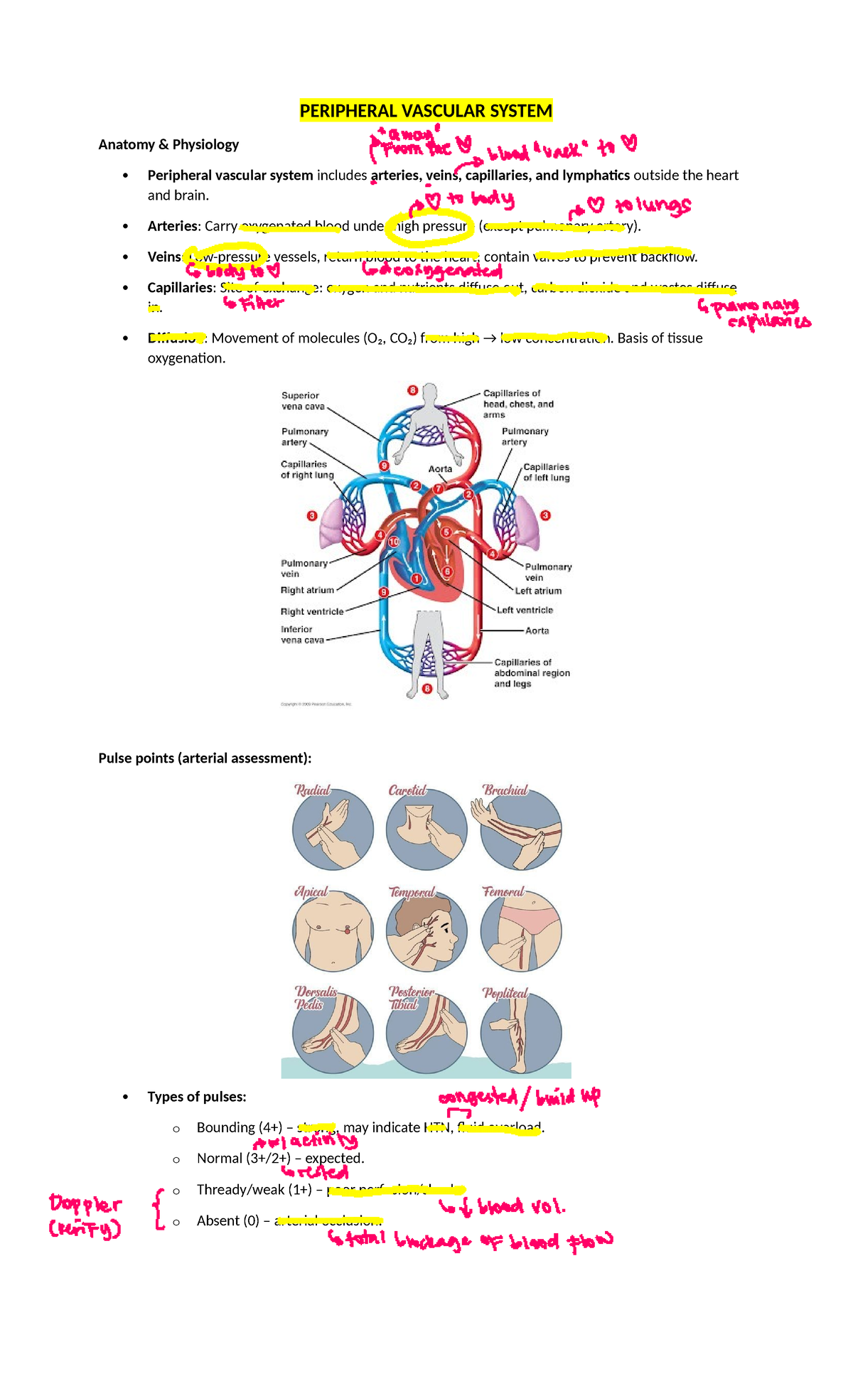 Peripheral Vascular System: Anatomy, Physiology, and Disorders - Studocu