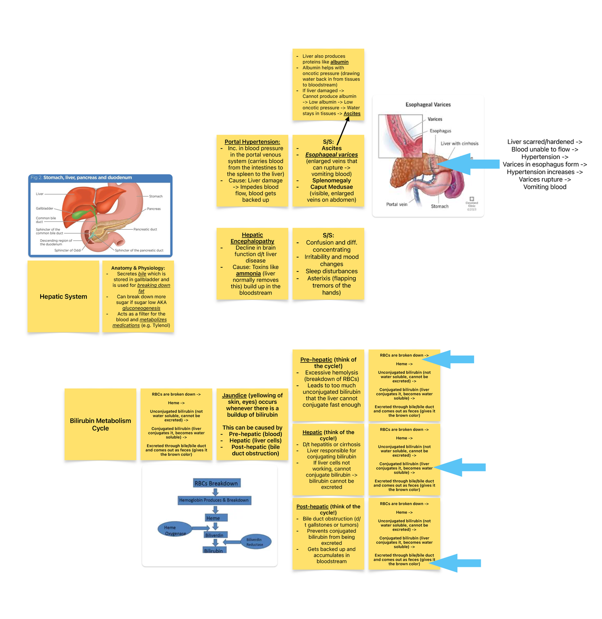 N212 Hepatic System Overview: Anatomy, Function, and Disorders - Studocu