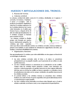 CIEGO - Resumen de Estructura y Función del Intestino Grueso - Studocu