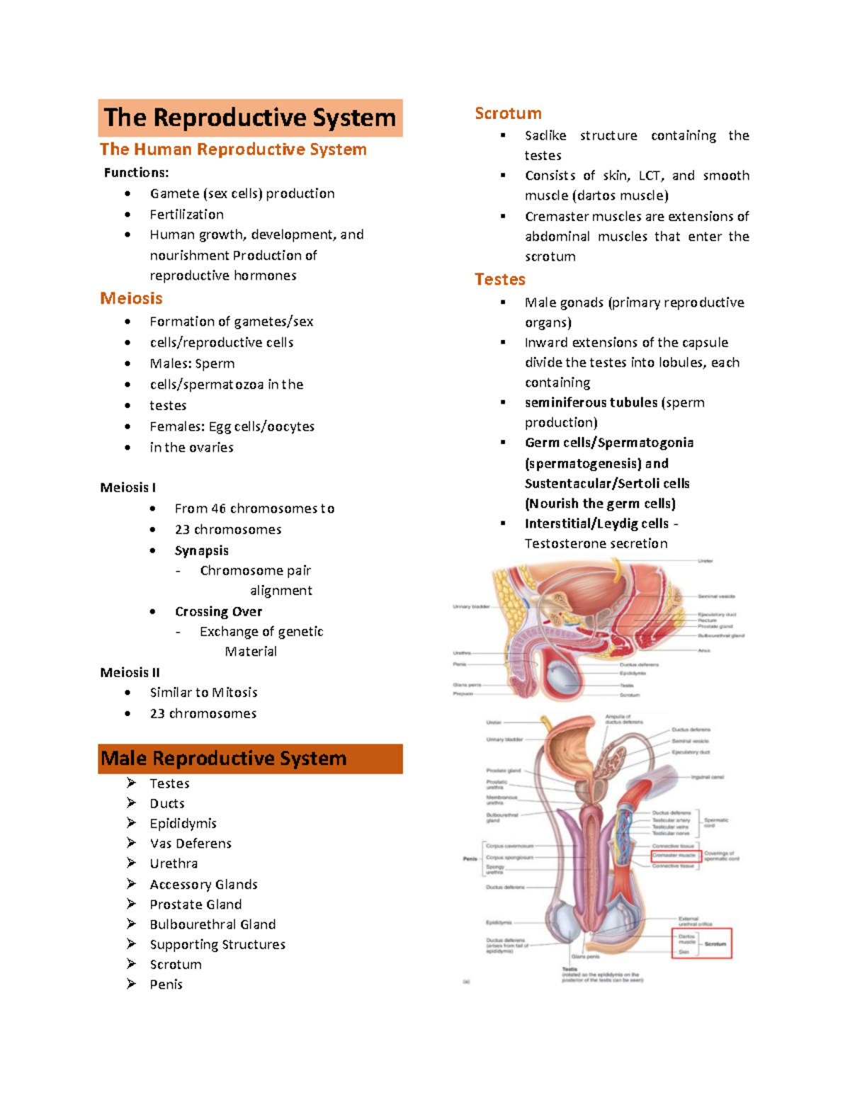 The Reproductive System (MALE) - The Reproductive System The Human ...