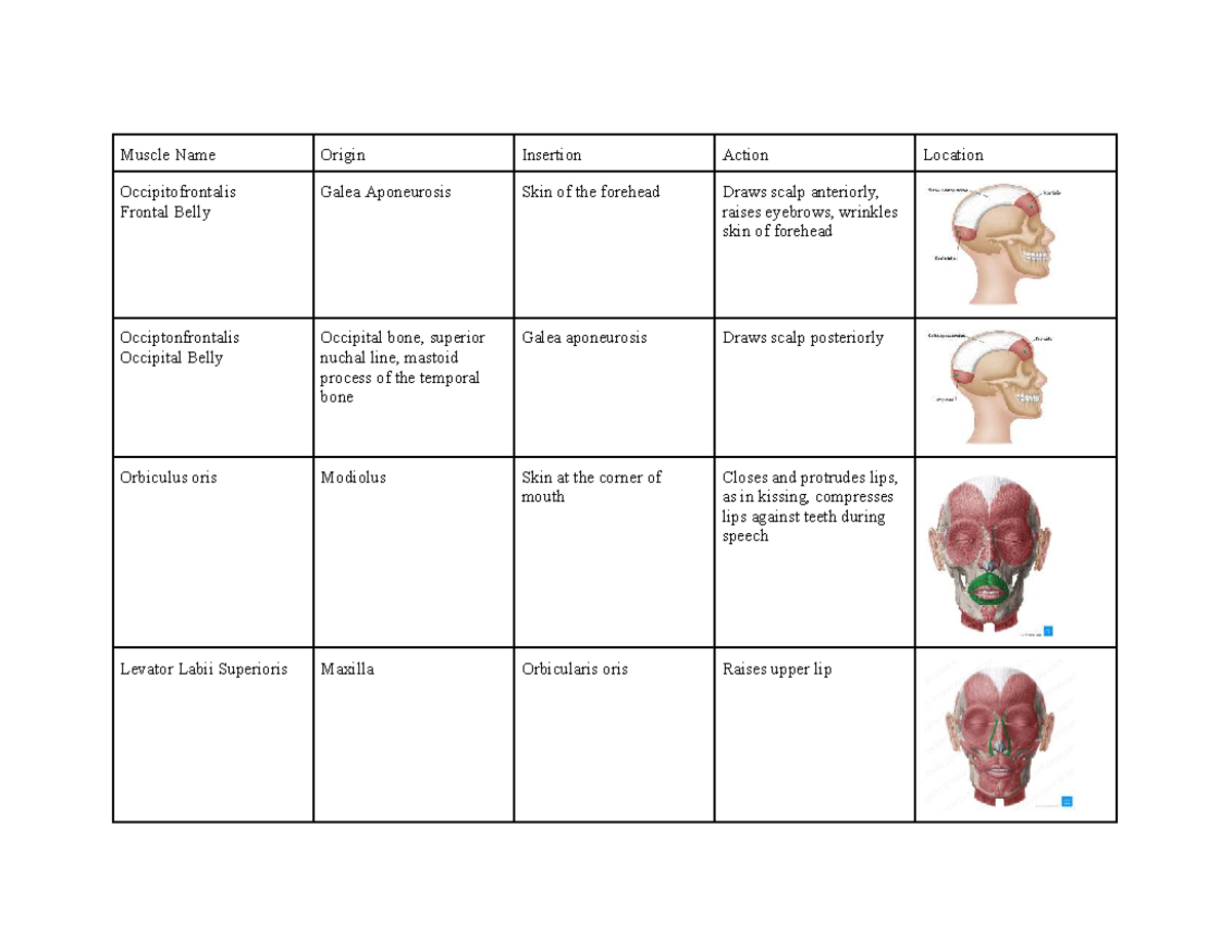 Muscle Anatomy Exam Guide: Origins, Insertions, Actions Explained - Studocu