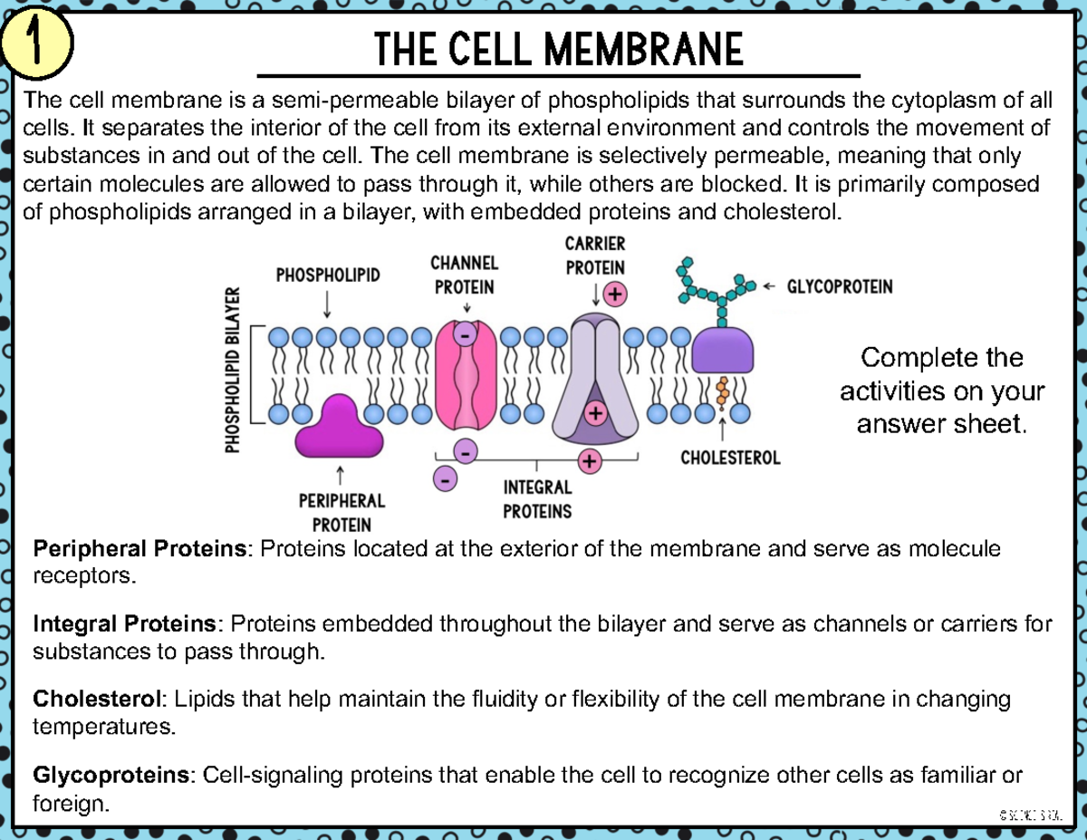 07 - Lab Activity on Cell Transport: Station Cards and Definitions ...