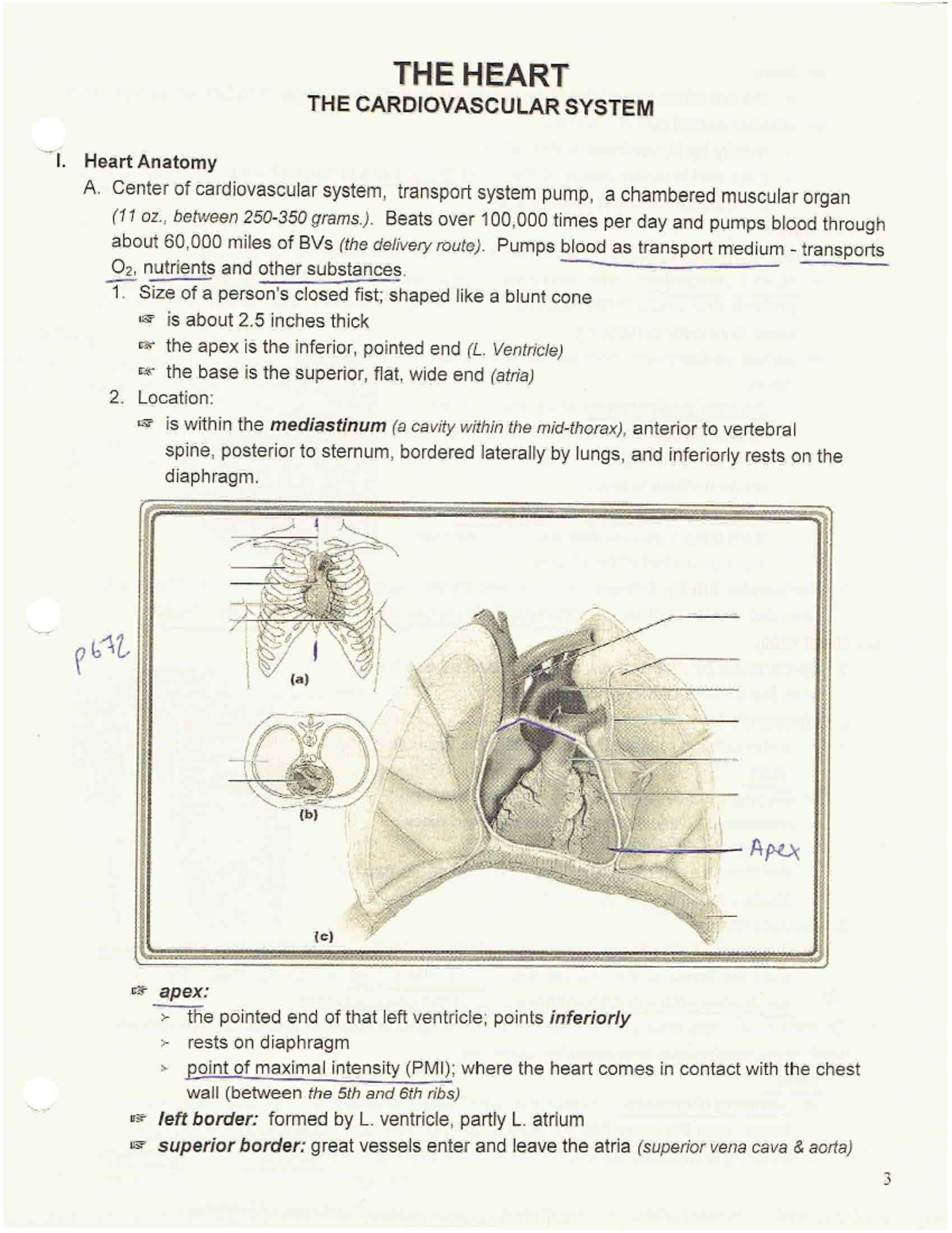 Heart Anatomy and Cardiovascular System Overview - Studocu
